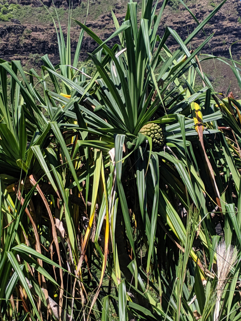 Kalalau Trip Report- June 2019 - Page 4 of 6 - Kalalau Trail