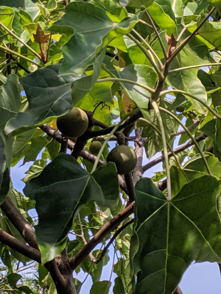 Kalalau Trip Report- June 2019 - Page 4 of 6 - Kalalau Trail